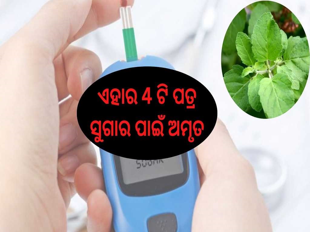 ପ୍ରତିଦିନ ଏହାର 4 ଟି ପତ୍ର ଚୋବାଇ ଖାଆନ୍ତୁ : ସୁଗାର ପାଇଁ ଅମୃତ - Tulsi Leaves ...